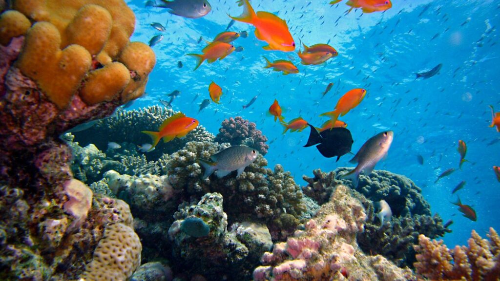 Top 10 Great Barrier Reef Fish Discovering Colorful Species And Their