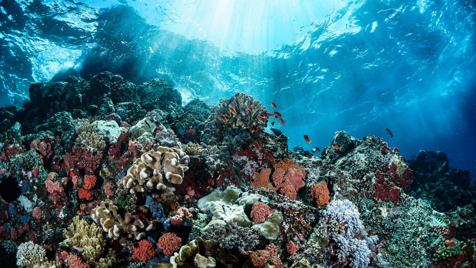 Top 10 Great Barrier Reef Fish: Discovering Colorful Species and Their ...