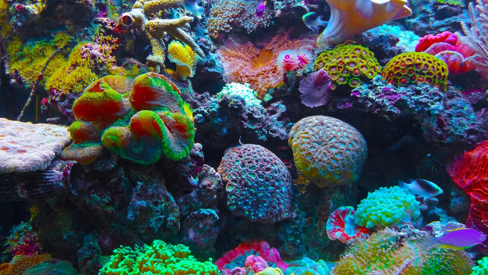 Top 10 Great Barrier Reef Fish: Discovering Colorful Species and Their ...
